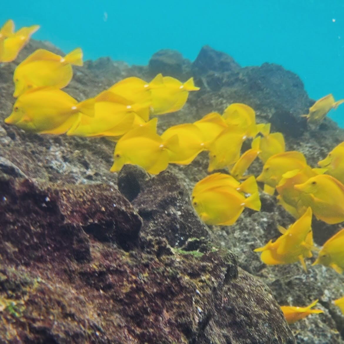 Get to know the Yellow Tang!
