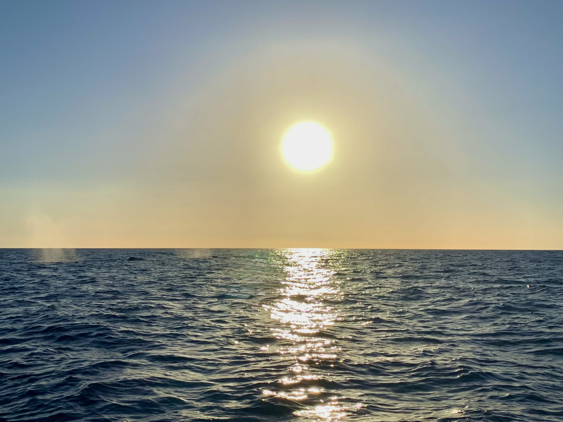 Sunset Whale Watching Tour | Captain Zodiac